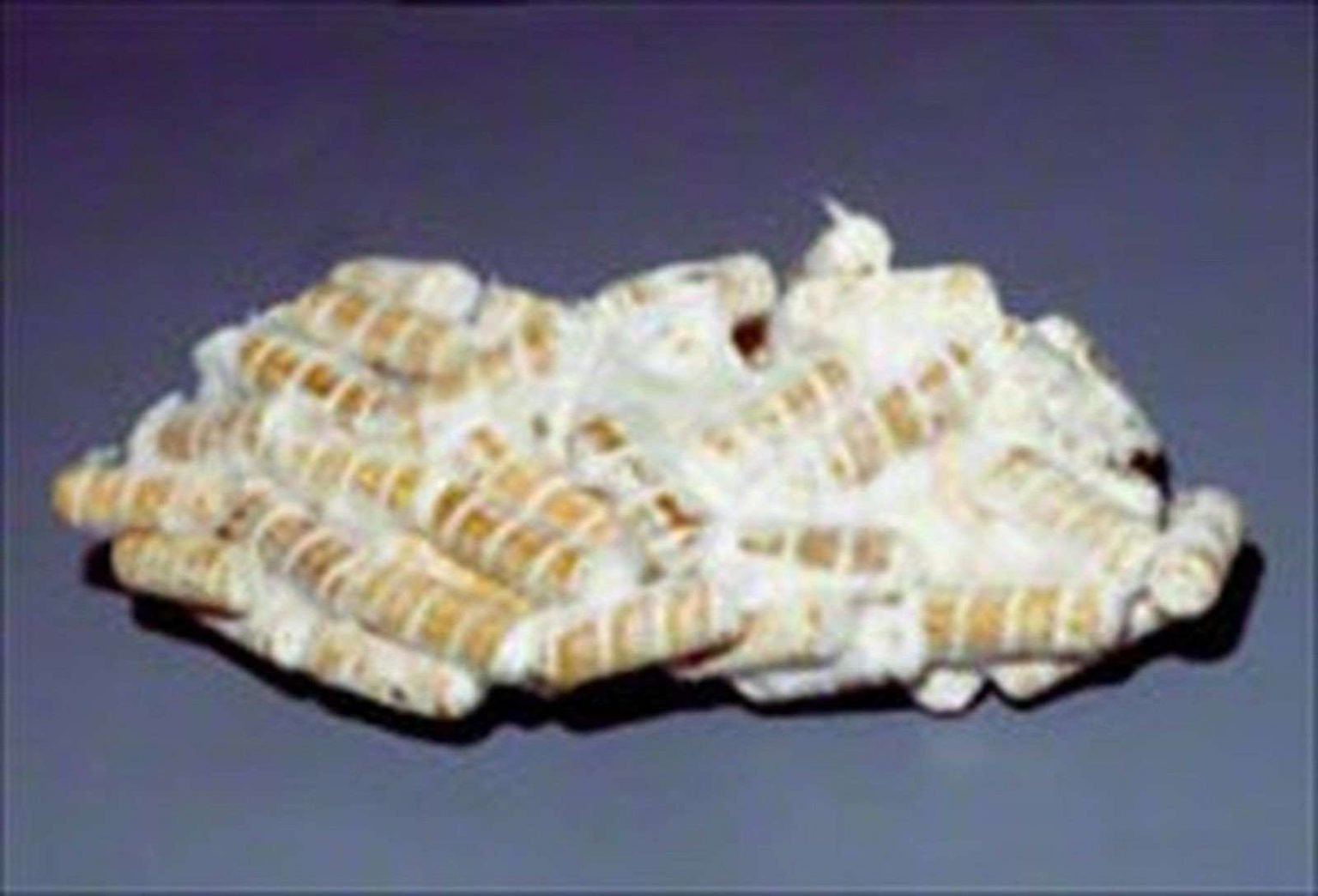 Pearl Oyster Mushroom Mycelium Plug Spawn - 100 Count - Grow Edible ...