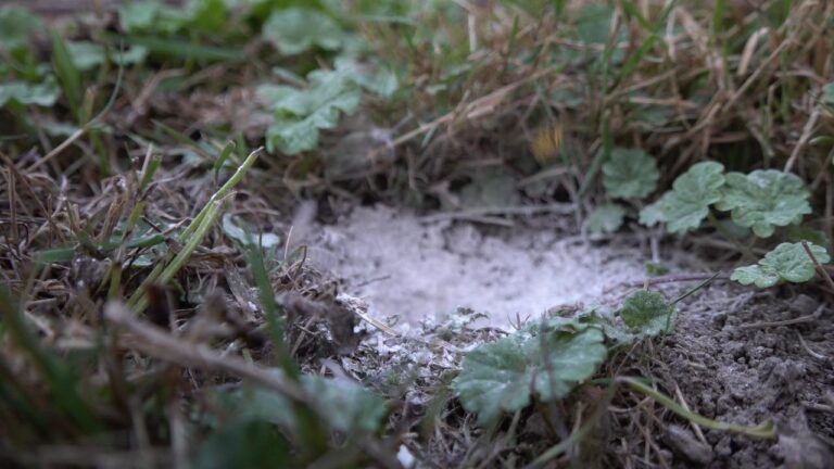 Delta Dust Multi Use Pest Control Insecticide Dust, 1 LB - Swiftsly