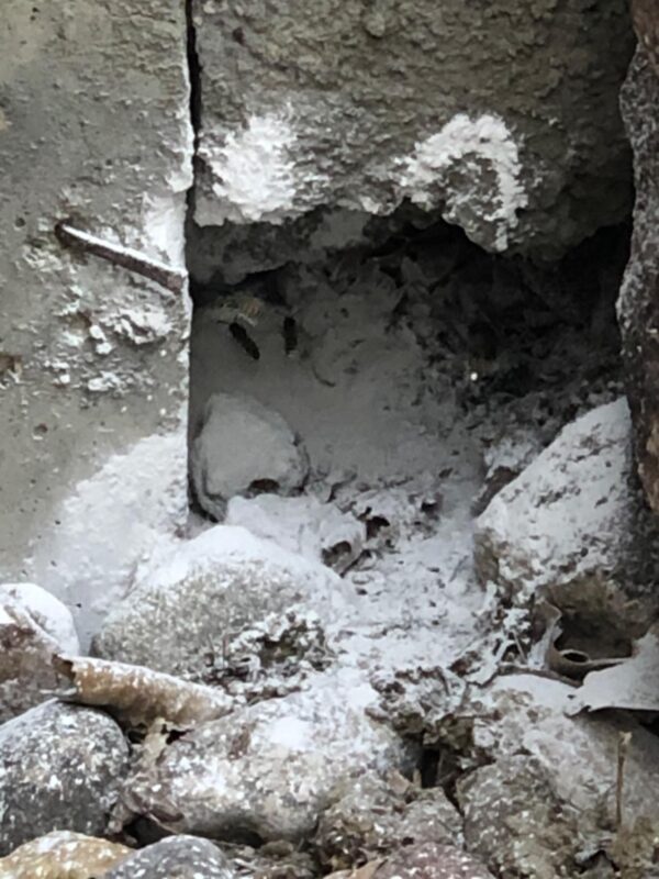 Delta Dust Multi Use Pest Control Insecticide Dust, 1 LB - Swiftsly