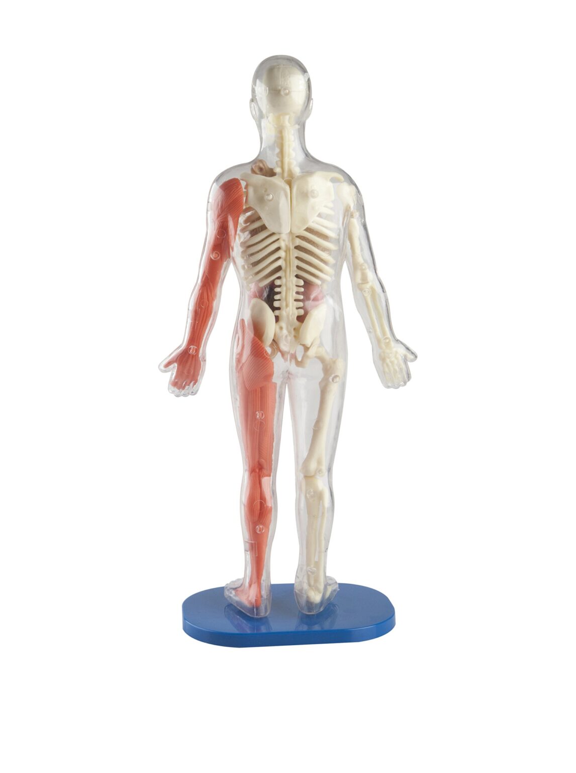 SmartLab Toys Squishy Human Body With 21 Removable Body Parts With ...