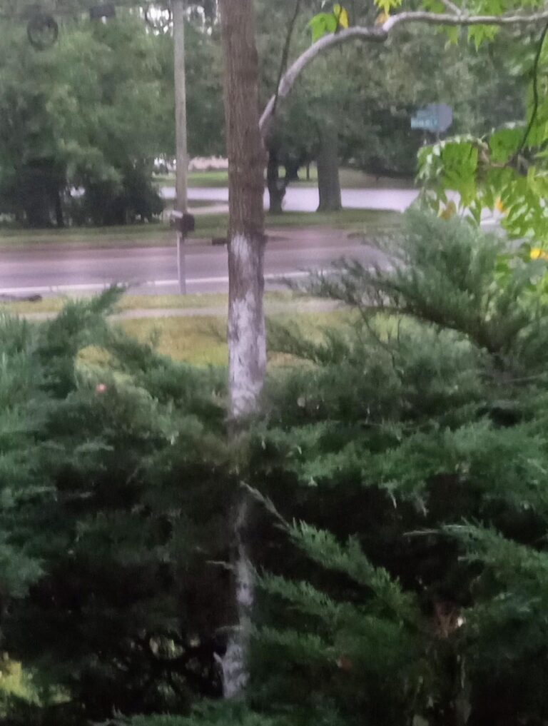 Delta Dust Multi Use Pest Control Insecticide Dust, 1 LB - Swiftsly