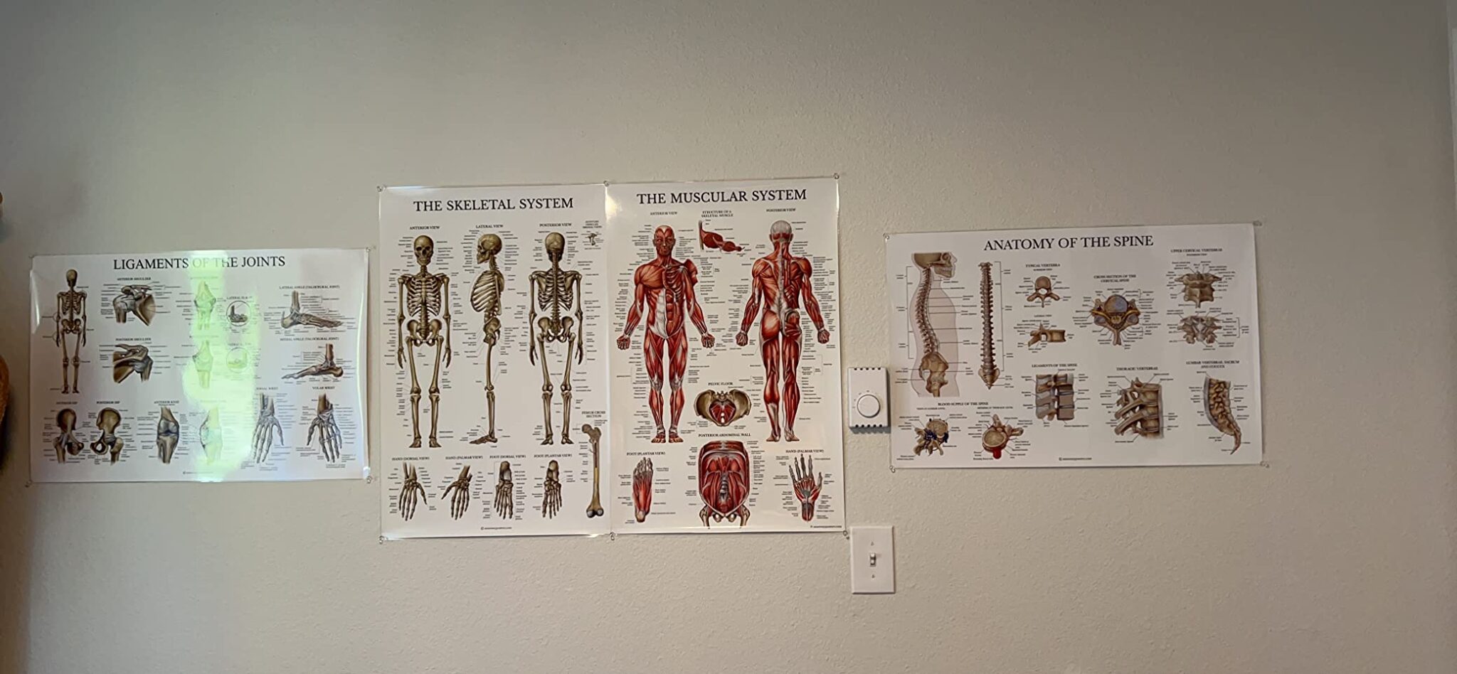 Palace Learning 4 Pack - Anatomical Poster Set - Laminated - Muscular ...