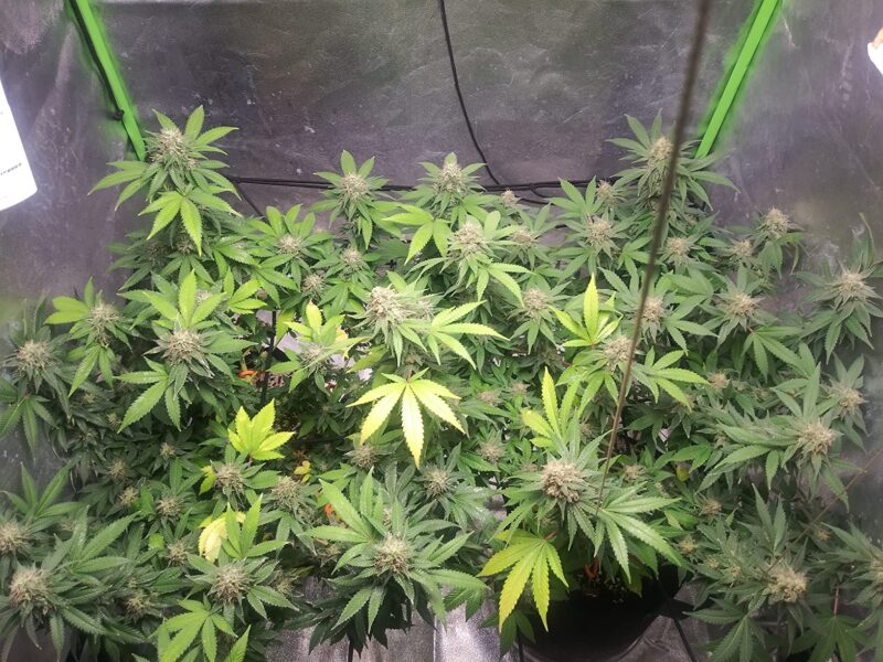 General Hydroponics Flora Series Performance Pack - Swiftsly