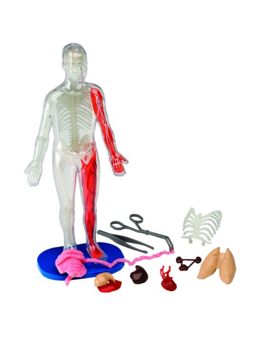 SmartLab Toys Squishy Human Body With 21 Removable Body Parts With ...