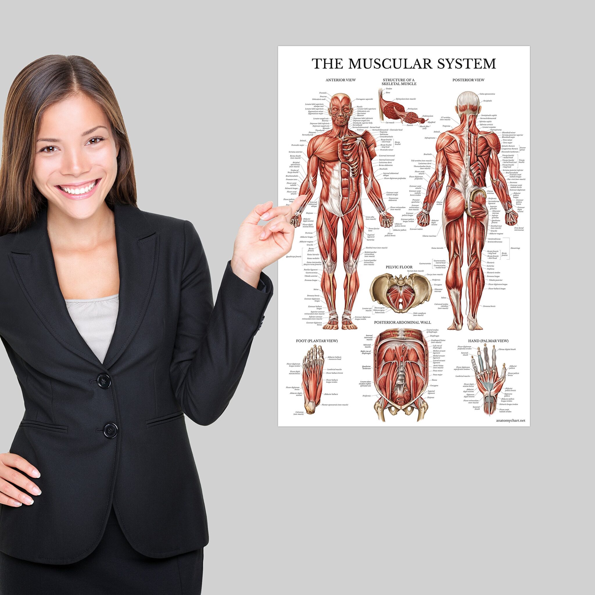 Palace Learning Muscular System Anatomical Poster - LAMINATED - Muscle ...