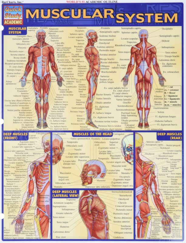 Muscular System (Quick Study Academic) - Swiftsly