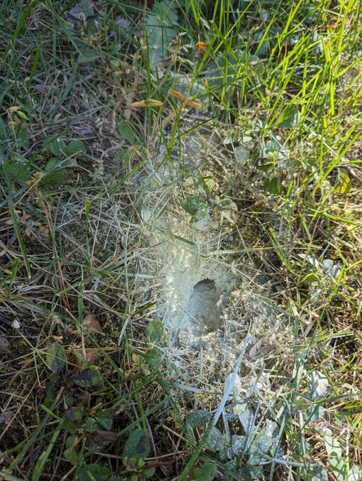 Delta Dust Multi Use Pest Control Insecticide Dust, 1 LB - Swiftsly