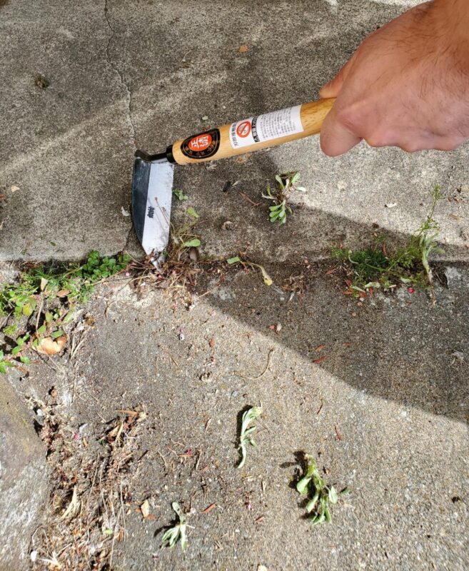 Japanese Weeding Sickle Very Sharp Edge Quick Work (Full Size) - Swiftsly