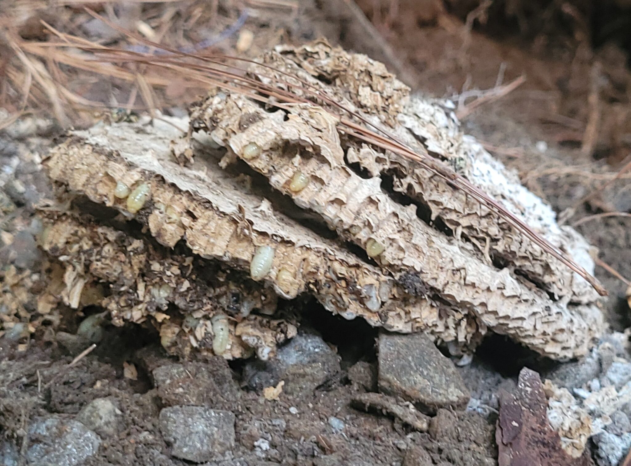 Delta Dust Multi Use Pest Control Insecticide Dust, 1 LB - Swiftsly