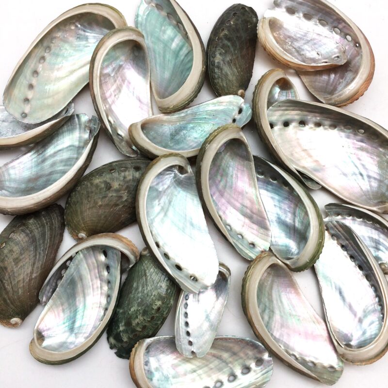 PEPPERLONELY 25 PC Natural Green Donkey Ear Abalone Sea Shells, 2 Inch ...