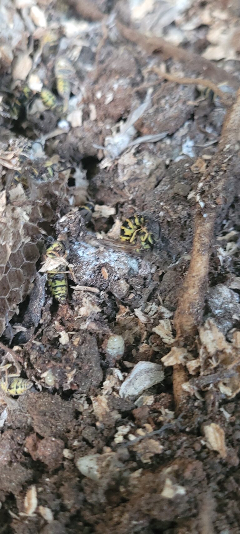 Delta Dust Multi Use Pest Control Insecticide Dust, 1 LB - Swiftsly