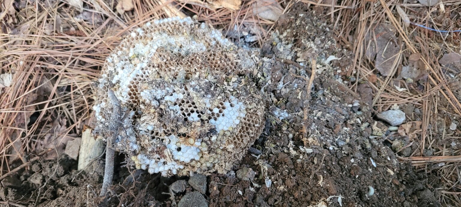 Delta Dust Multi Use Pest Control Insecticide Dust, 1 LB - Swiftsly