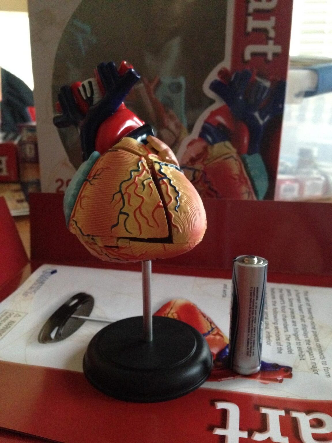 Learning Resources Human Heart Model, Working Heart Model, Anatomy For ...