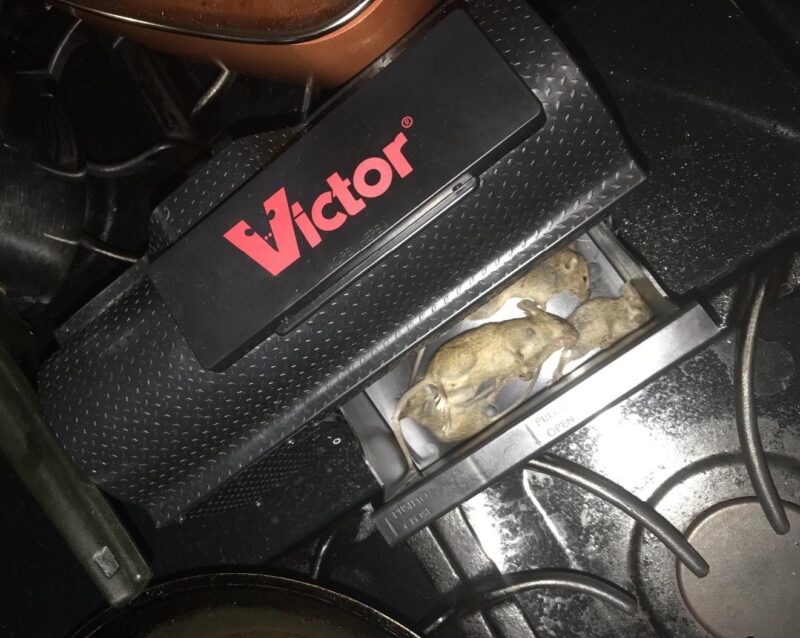 Victor M260 Indoor Multi-Kill Humane Electronic Mouse Trap - No Touch ...