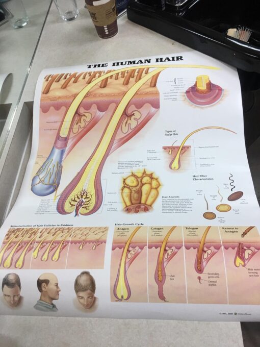 The Human Hair Anatomical Chart - Swiftsly