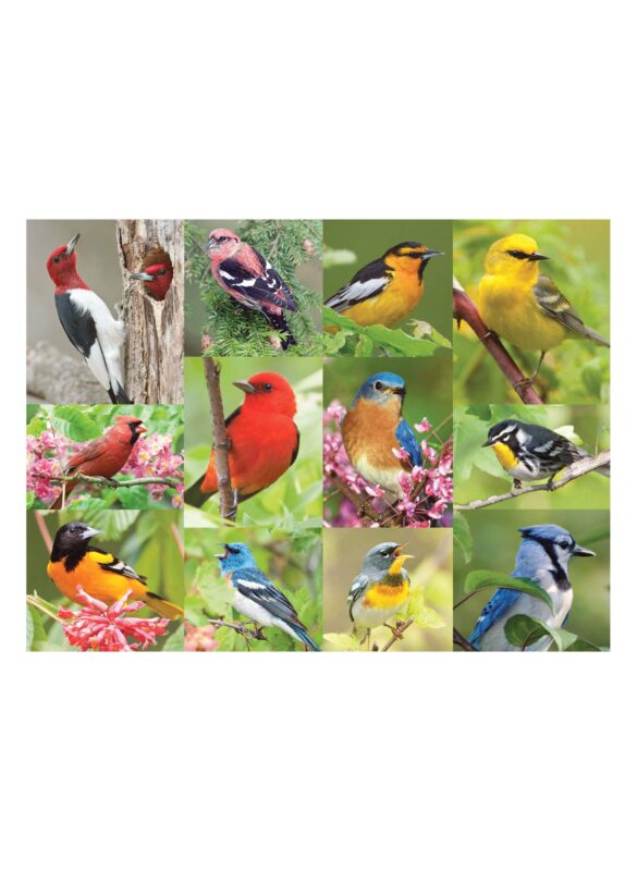 Springbok Birds Of A Feather 500 Piece Jigsaw Puzzle For Adults ...