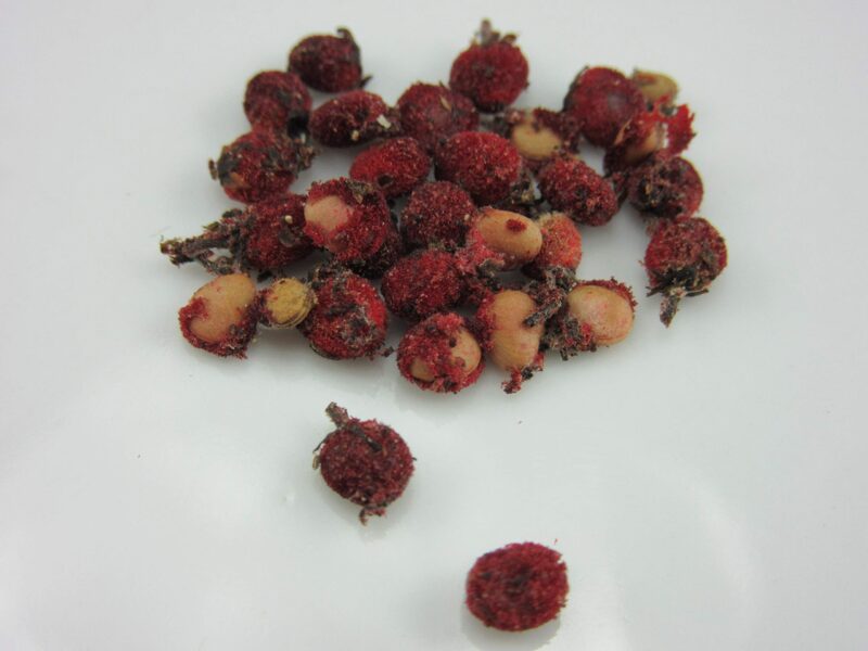 1221-Smooth Sumac Tree (Rhus Glabra L.) Seeds By Robsrareandgiantseeds ...