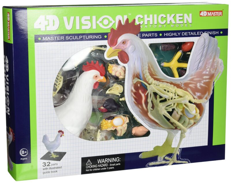 Tedco 4D Vision Chicken Anatomy Model - Swiftsly